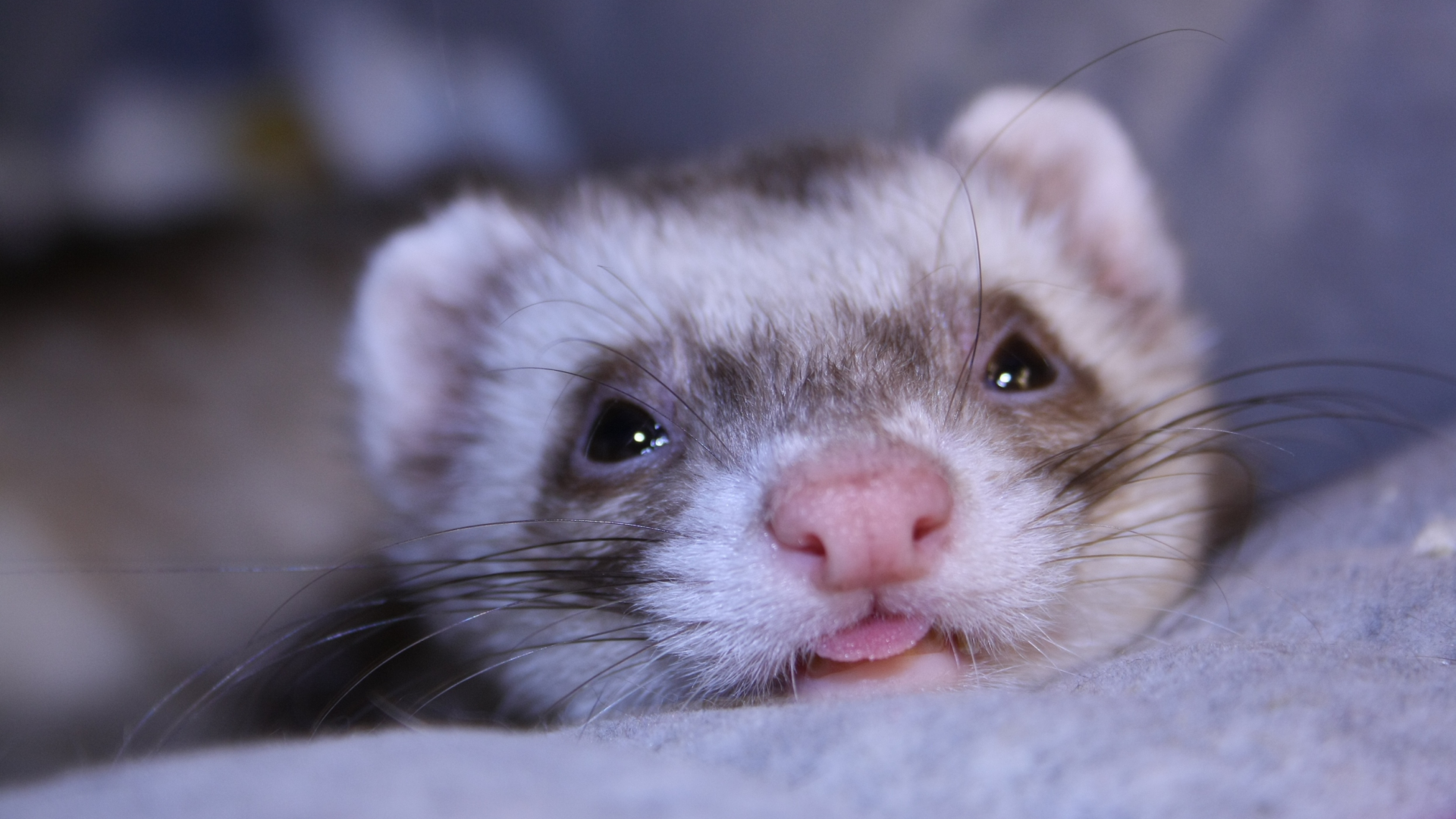 Furetto Norvegese | Persone Curiose